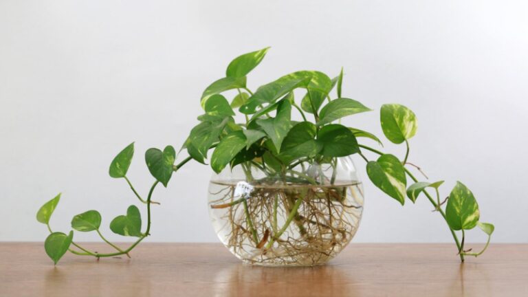 11 Best Plant Propagation Stations and Planter Test Tubes | Check ...