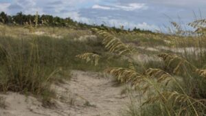 Creeping Bentgrass | Identification and Control Guide - School of Garden