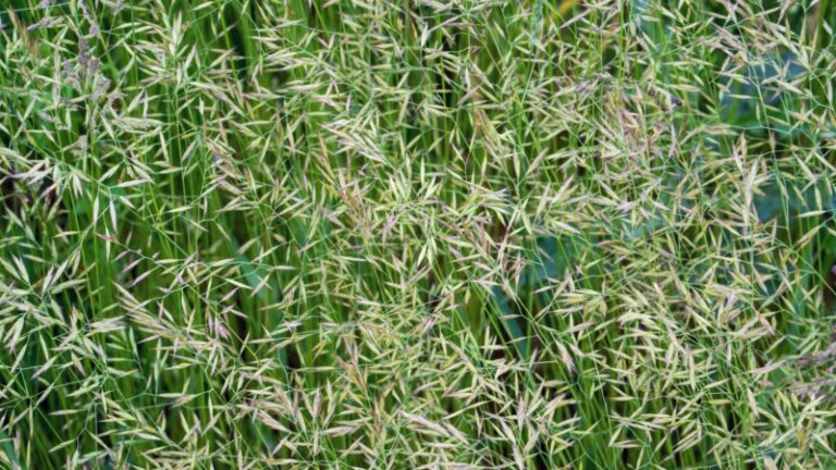 Creeping Bentgrass | Identification and Control Guide - School of Garden