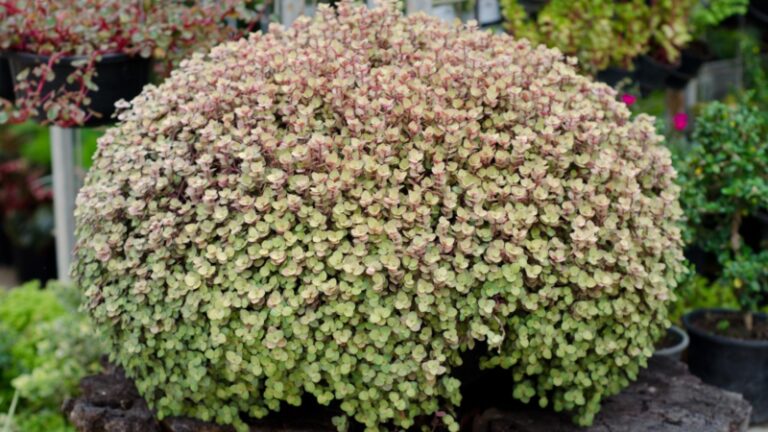 Callisia Repens 'Pink Lady' (Turtle Vine) | Plant Care Guide - School ...