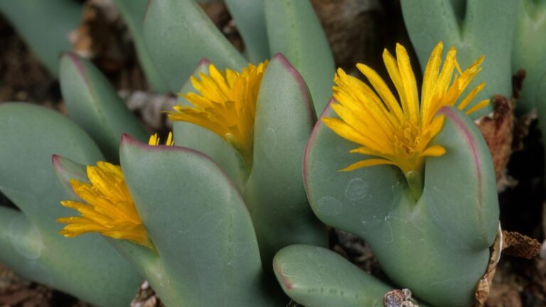 Lips Plant (Conophytum Pageae) | Plant Care Guide - School of Garden