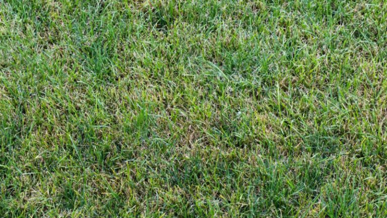 How to Plant & Grow a Zoysia Grass? | A Complete Guide - School of Garden