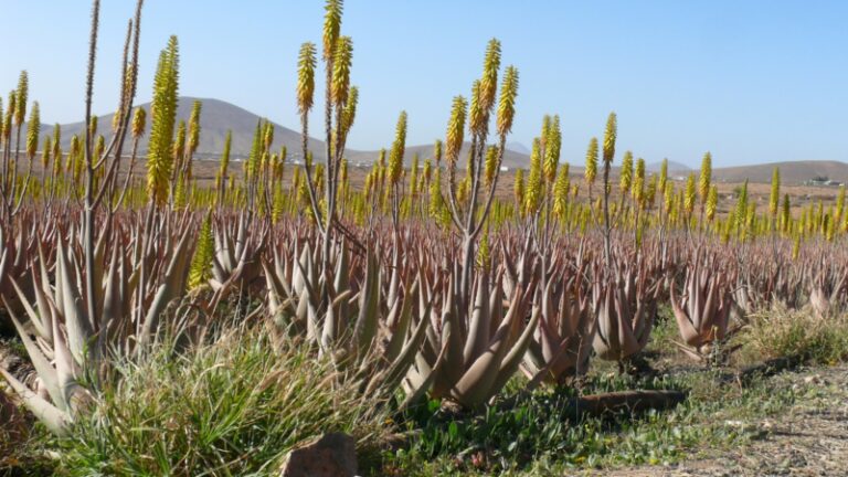 9 Causes of a Dying Aloe Vera Plant | How to Revive It? - School of Garden