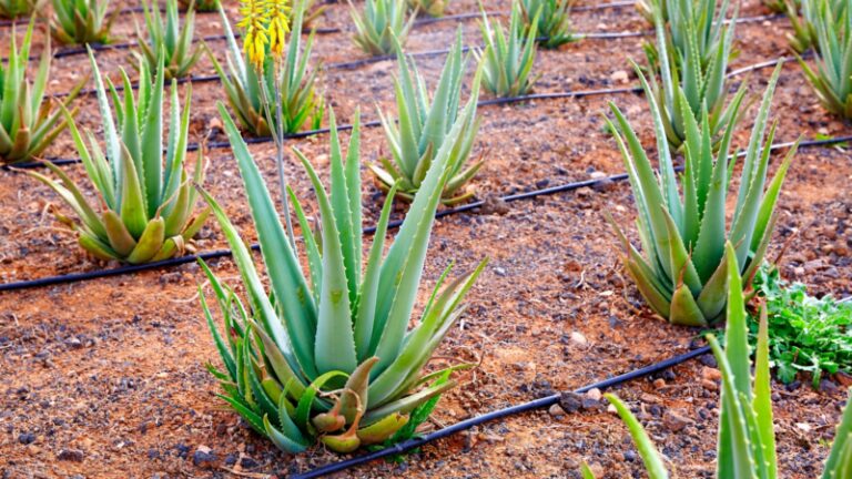 9 Causes of a Dying Aloe Vera Plant | How to Revive It? - School of Garden