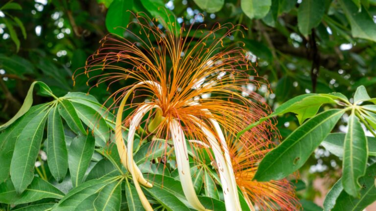 7 Causes of a Dying Money Tree | How to Revive It? - School of Garden