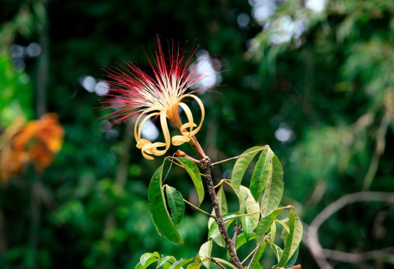 7 Causes Of A Dying Money Tree How To Revive It School Of Garden 7 Causes Of A Dying Money Tree How To Revive It School Of Garden