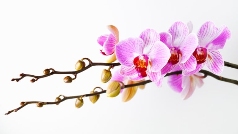 What Is an Orchid Spike | All You Need to Know! - School of Garden