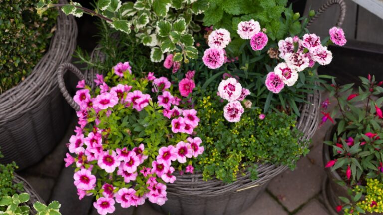 20 Best Container Plants for Full Sun | Check for Photos! - School of ...