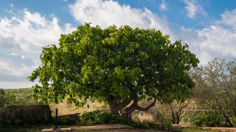 11 Best Types of Ficus Trees | How to Care For Them? - School of Garden