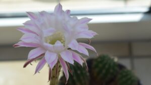 Queen of the Night Flower Care | A Detailed Guide - School of Garden