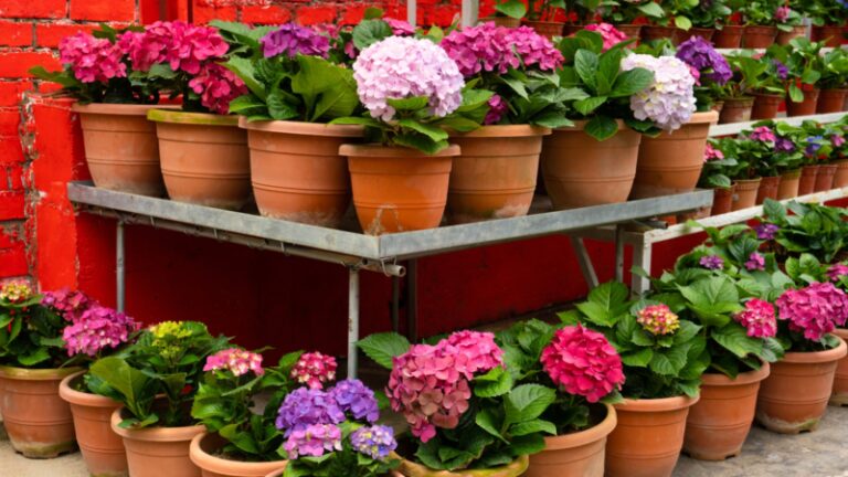 How to Care For Hydrangea Tree? | A Detailed Guide - School of Garden