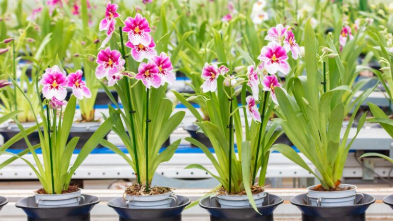Orchid Flowers Falling Off | 7 Reasons and Its Solutions - School of Garden