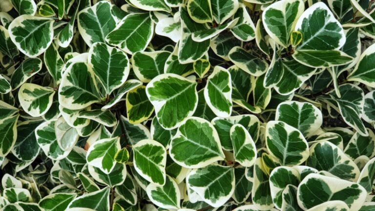 11 Best Types of Ficus Trees | How to Care For Them? - School of Garden