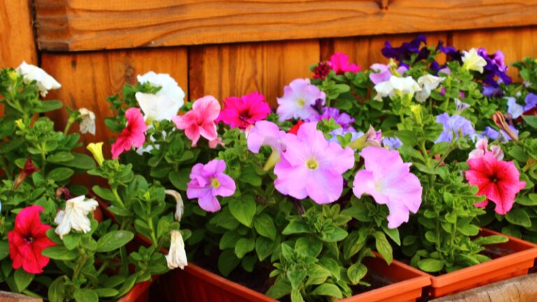 20 Best Container Plants for Full Sun | Check for Photos! - School of ...