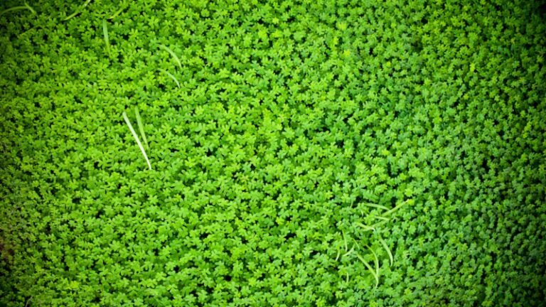 How to Grow a Microclover Lawn? | A Complete Guide - School of Garden