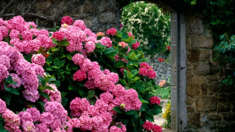 How to Care For Hydrangea Tree? | A Detailed Guide - School of Garden