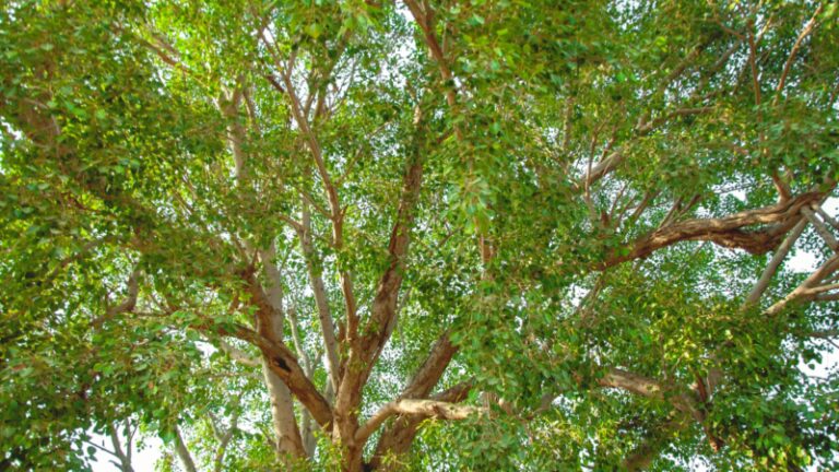 11 Best Types of Ficus Trees | How to Care For Them? - School of Garden