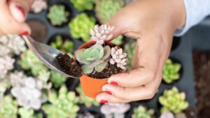 5 Ways to Propagate a Cactus | Step by Step Guide - School of Garden