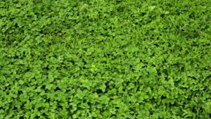 How to Grow a Microclover Lawn? | A Complete Guide - School of Garden