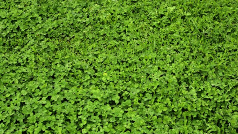 How to Grow a Microclover Lawn? | A Complete Guide - School of Garden