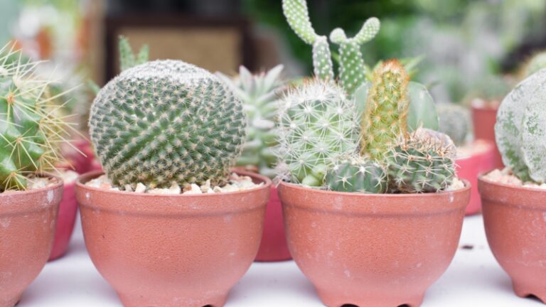 5 Ways to Propagate a Cactus | Step by Step Guide - School of Garden
