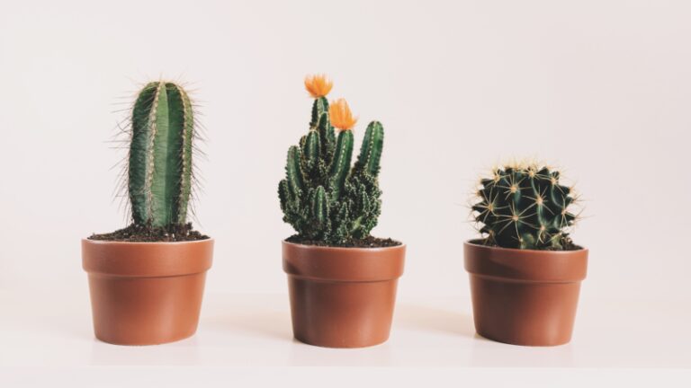 5 Ways to Propagate a Cactus | Step by Step Guide - School of Garden