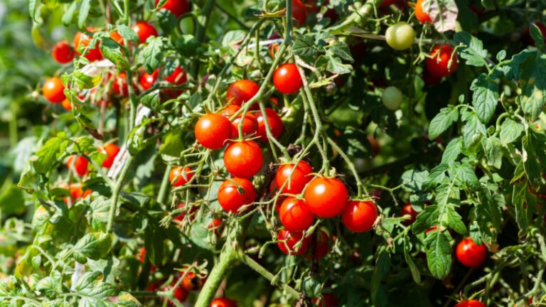 How to Grow Tomatoes Indoors? | A Complete Guide - School of Garden