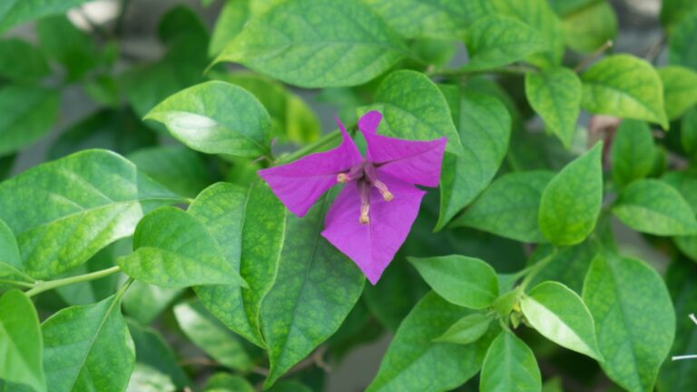 Bougainvillea Is Not Flowering