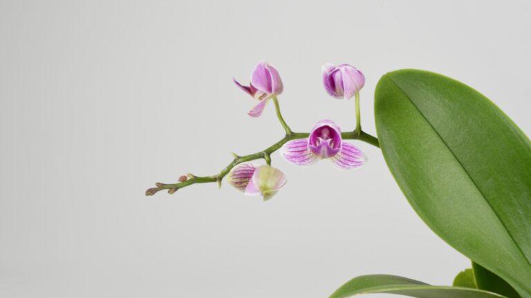 Do Orchids Rebloom? | 13 Tips to Make Them Rebloom - School of Garden
