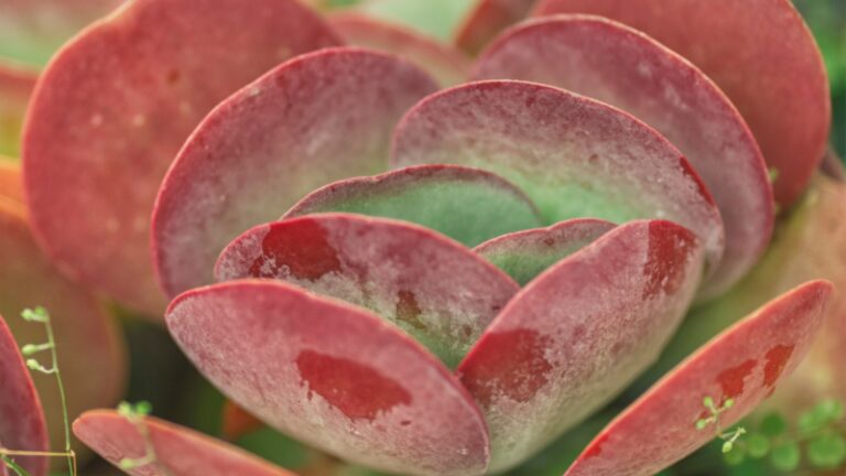 Kalanchoe Thyrsiflora | The Ultimate Paddle Plant Care Guide - School ...