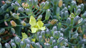 Bolting Broccoli | Why is Your Broccoli Flowering and How to Fix it ...