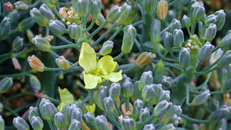 Bolting Broccoli | Why is Your Broccoli Flowering and How to Fix it ...