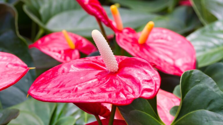 Flamingo Lily (Anthurium) | Plant Care Guide - School of Garden