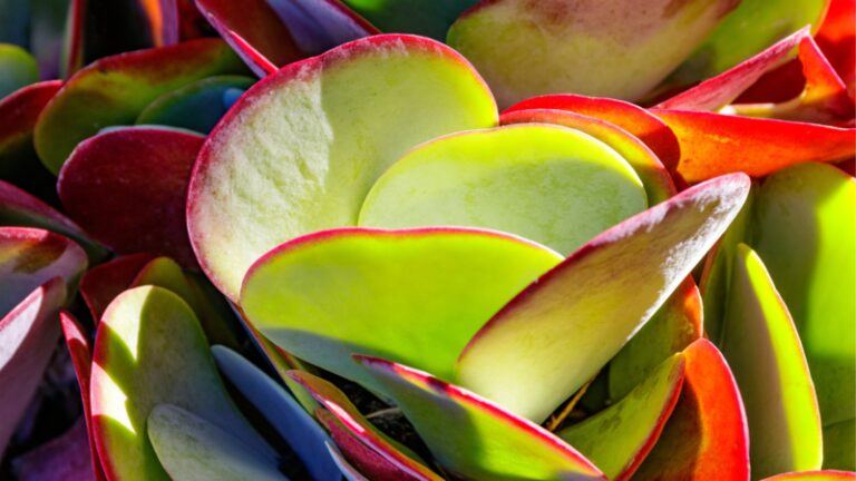 Kalanchoe Thyrsiflora | The Ultimate Paddle Plant Care Guide - School ...
