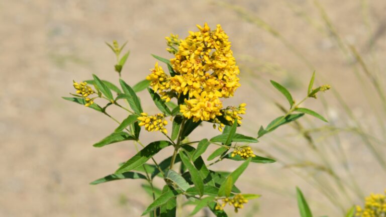 28 Weeds With Yellow Flowers | Identification and Control Guide ...