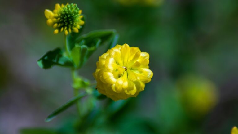 28 Weeds With Yellow Flowers | Identification and Control Guide ...
