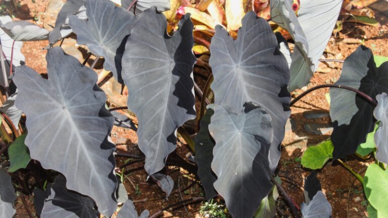 Black Magic Elephant Ear Plant Care | A Detailed Guide - School of Garden