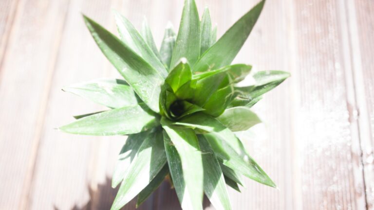 How to Grow a Pineapple From Tops | A Step-By-Step Guide - School of Garden