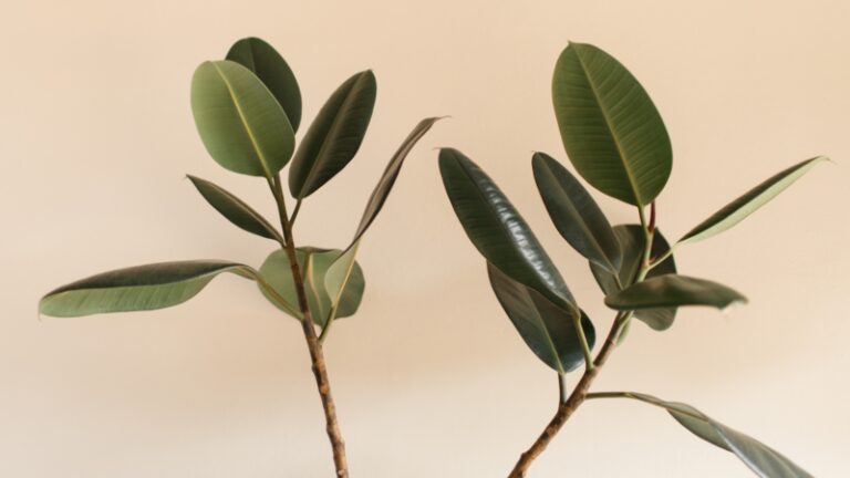 The Ficus Burgundy Care Guide | How to Keep Your Plant Vibrant and ...