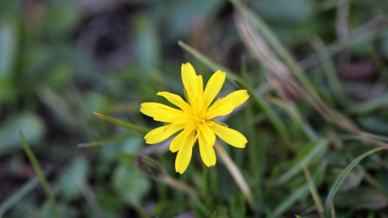 28 Weeds With Yellow Flowers | Identification and Control Guide ...