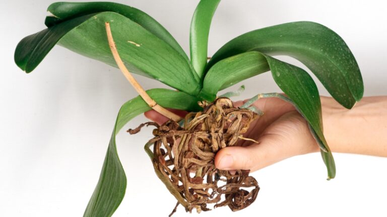 Orchid Root Rot | Causes, Symptoms, and Treatment - School of Garden