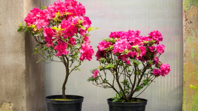 8 Best Fertilizer for Azaleas | Check Before Buying! - School of Garden