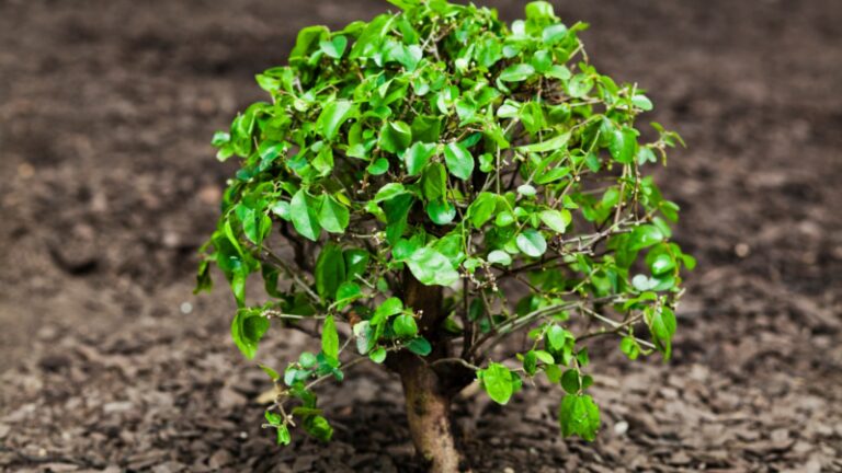 How to Fertilize Trees? | All You Need to Know! - School of Garden