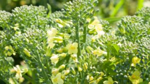 Bolting Broccoli | Why is Your Broccoli Flowering and How to Fix it ...