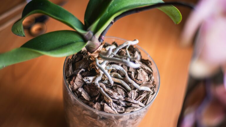 Orchid Root Rot Causes Symptoms And Treatment School Of Garden