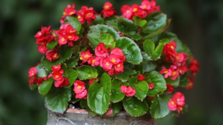 4 Ways to Propagate Begonia | Step by Step Guide - School of Garden