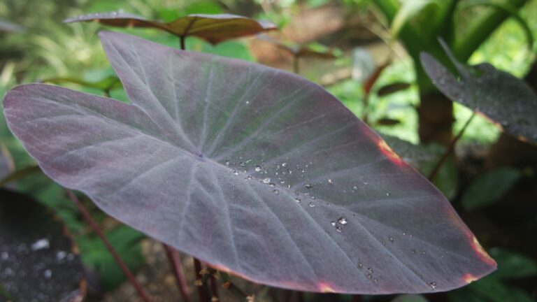 Black Magic Elephant Ear Plant Care | A Detailed Guide - School of Garden