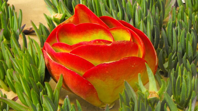 Kalanchoe Thyrsiflora | The Ultimate Paddle Plant Care Guide - School ...