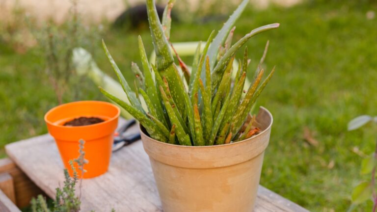 8 Best Soil for Aloe Vera Plants | Must-Read Before You Choose - School ...