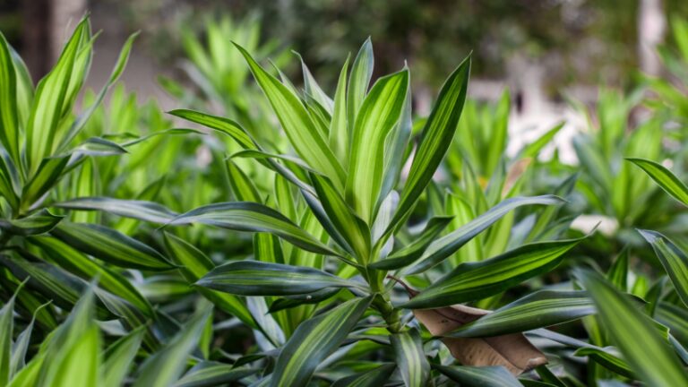 Corn Plant (Dracaena Fragrans) | Plant Care Guide - School of Garden
